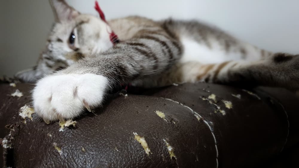 How to Stop Cats from Scratching Furniture and Carpet